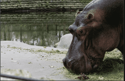 Horizon Zoo | Welcome